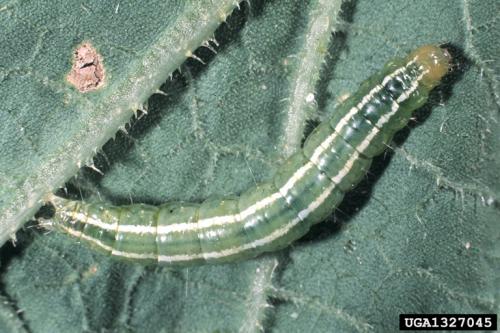 Biology and Management of Pickleworm and Melonworm in Organic Curcurbit Production Systems ...